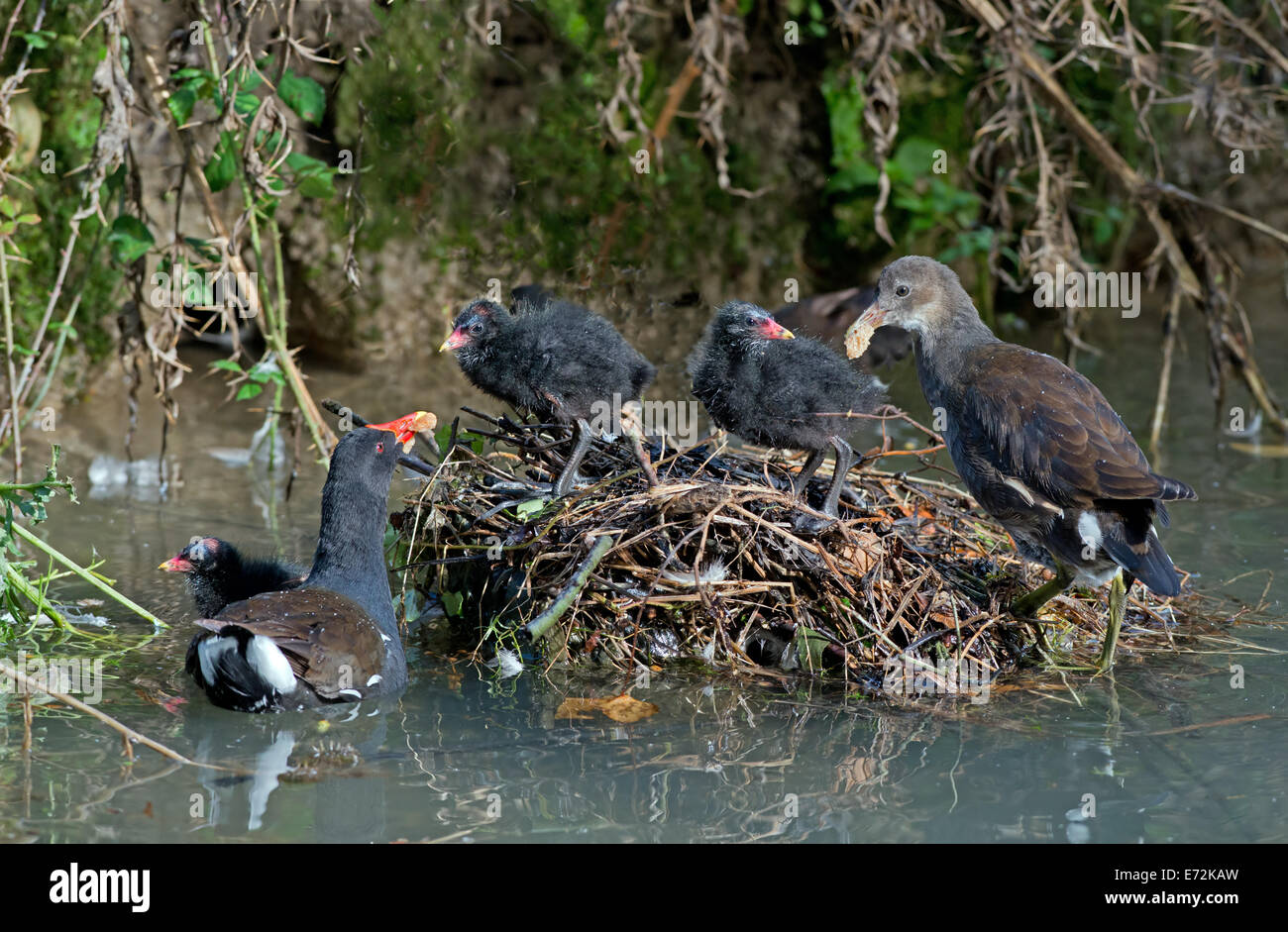 Male and Female Moorhens-Gallinula chloropus, feeding juveniles (chicks ...