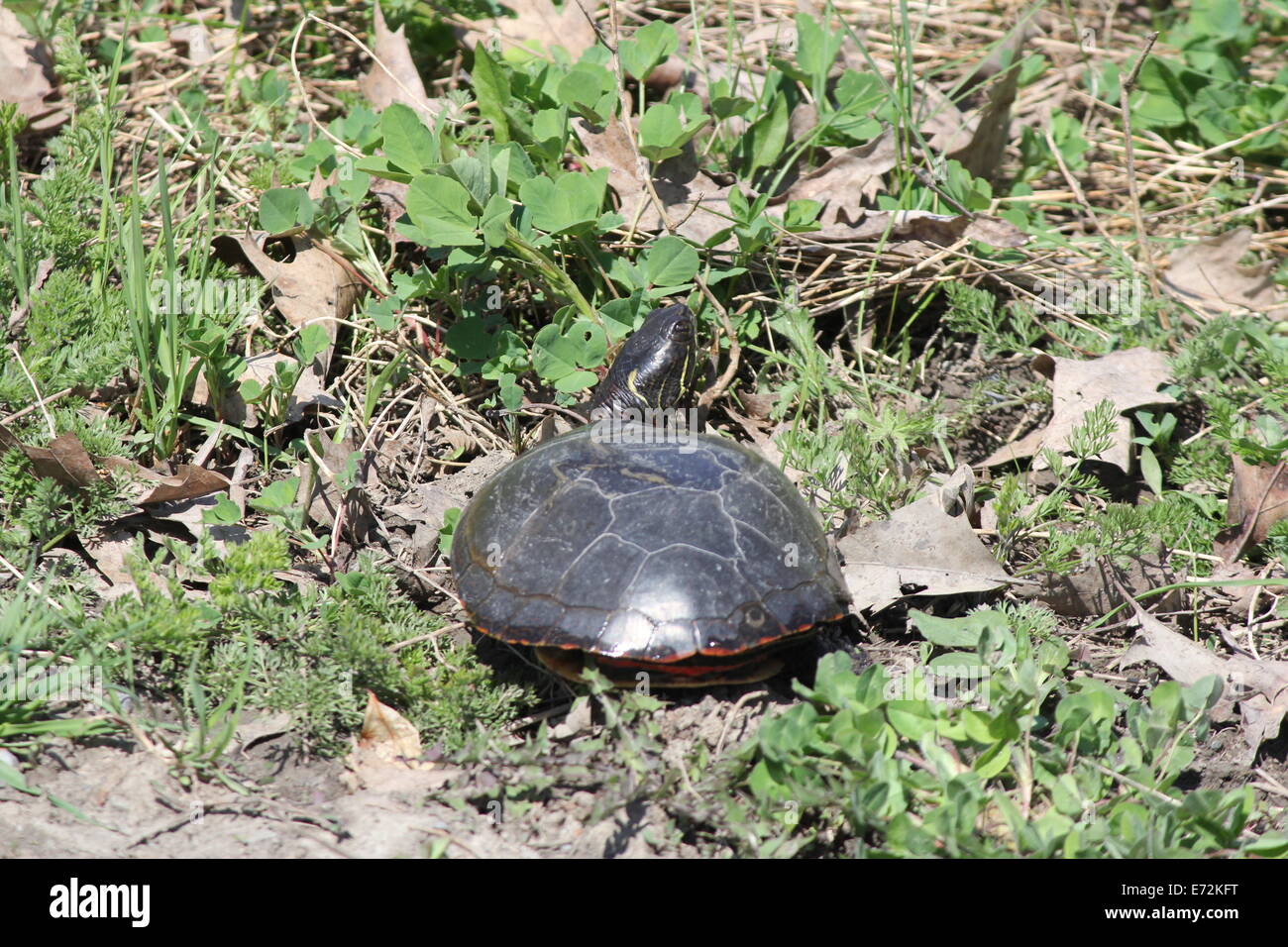 Midland painted turtle crawling through a mud and weed filled area ...