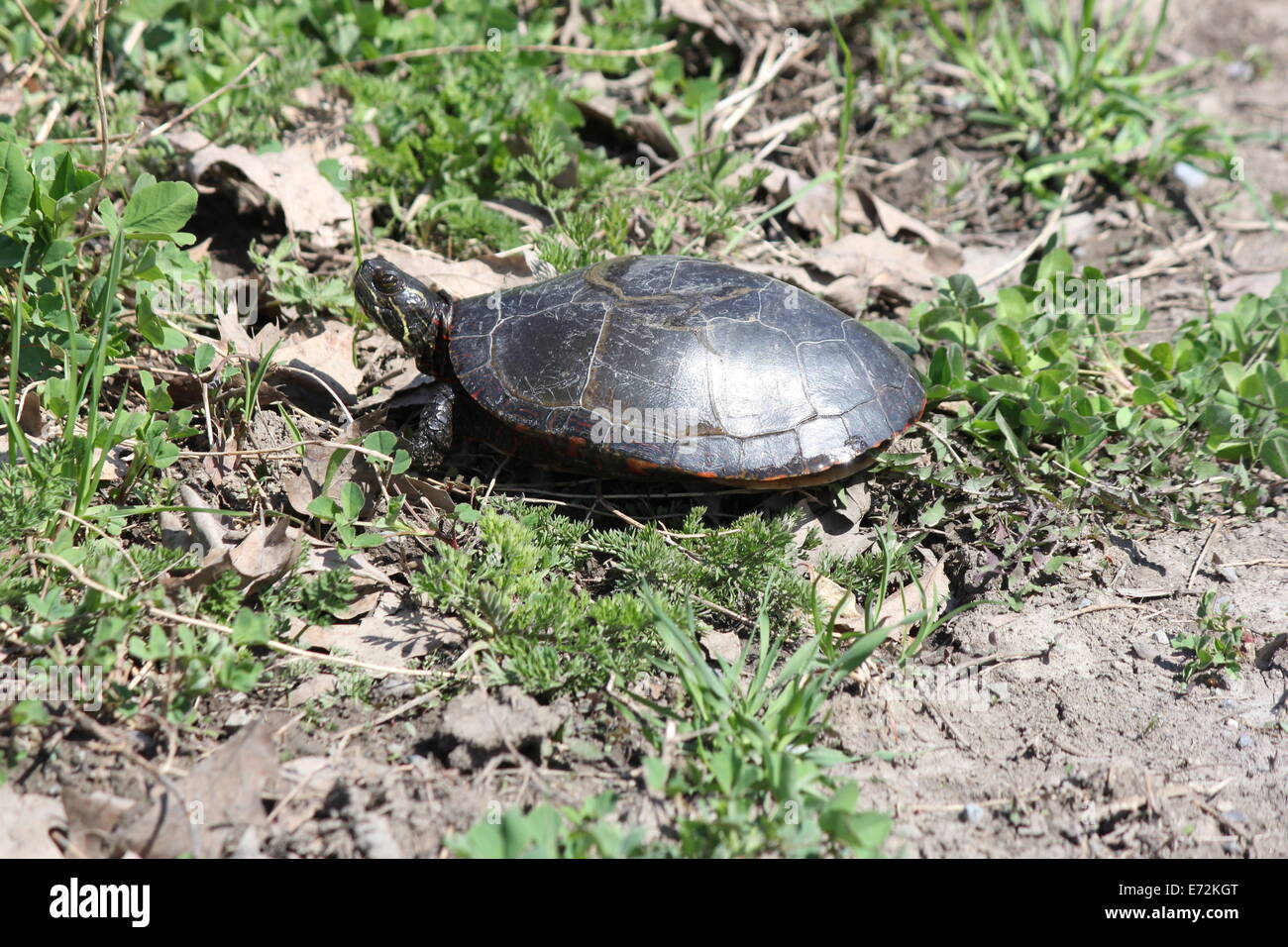 Midland painted turtle in a mud and weed filled area Stock Photo - Alamy