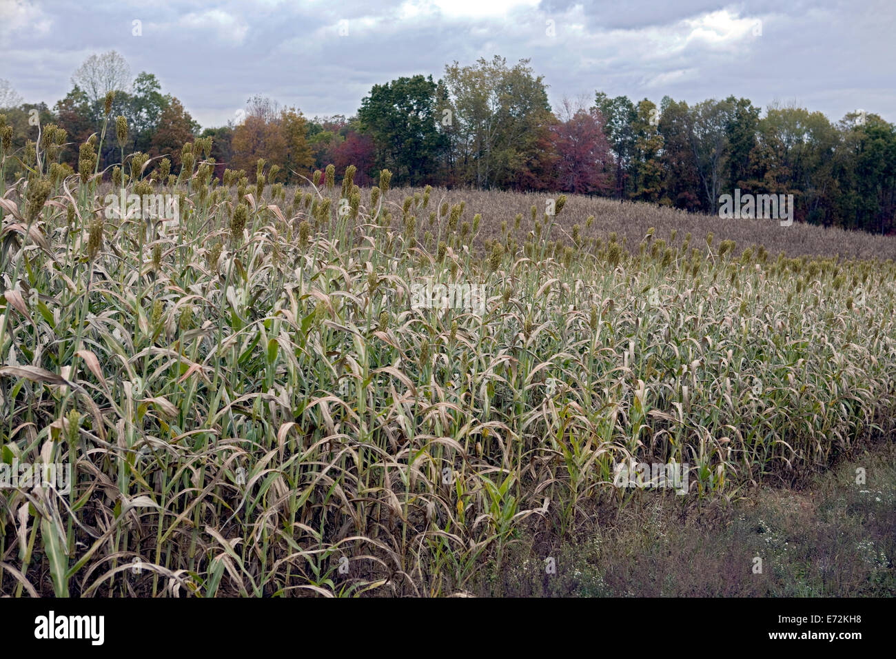 USA - Tennessee - Muddy Pond - Sorghum field in Muddy Pond, a mennonite ...