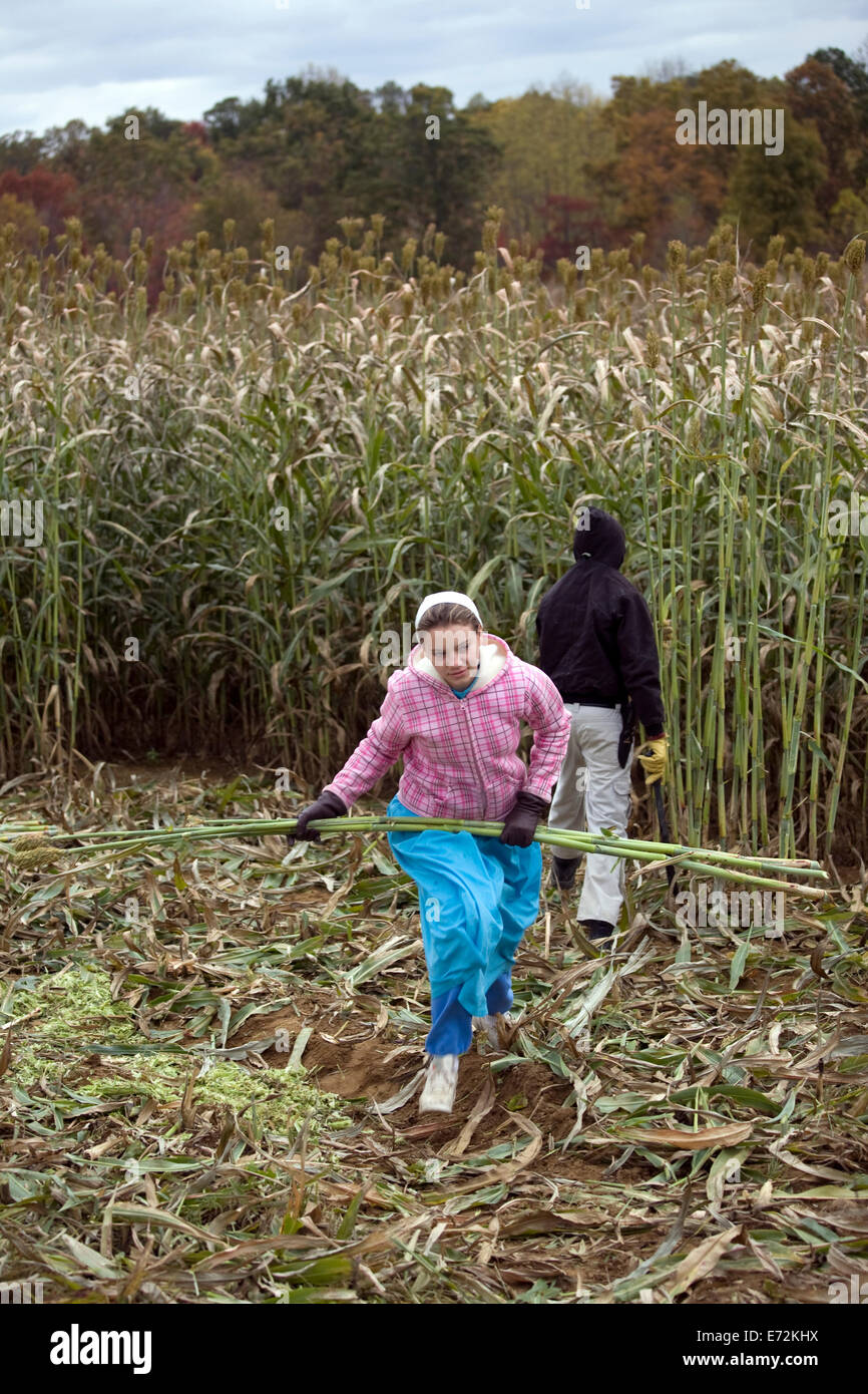 USA - Tennessee - Muddy Pond - Teenagers harvesting sorghum in Muddy ...