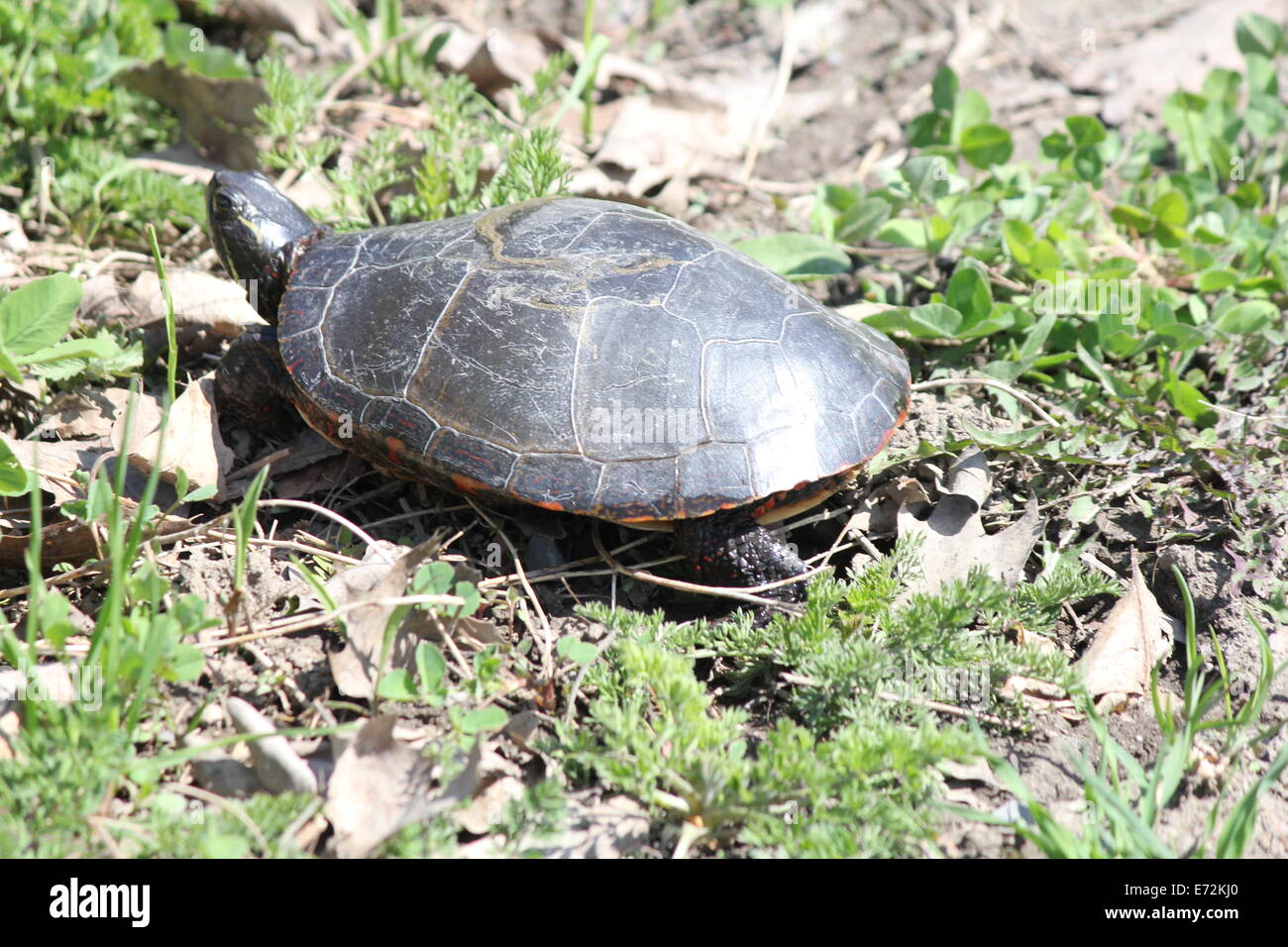 Midland painted turtle in a mud and weed filled area Stock Photo - Alamy