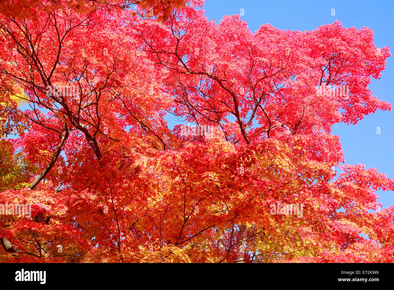 Autumn leaves in Japan Stock Photo - Alamy