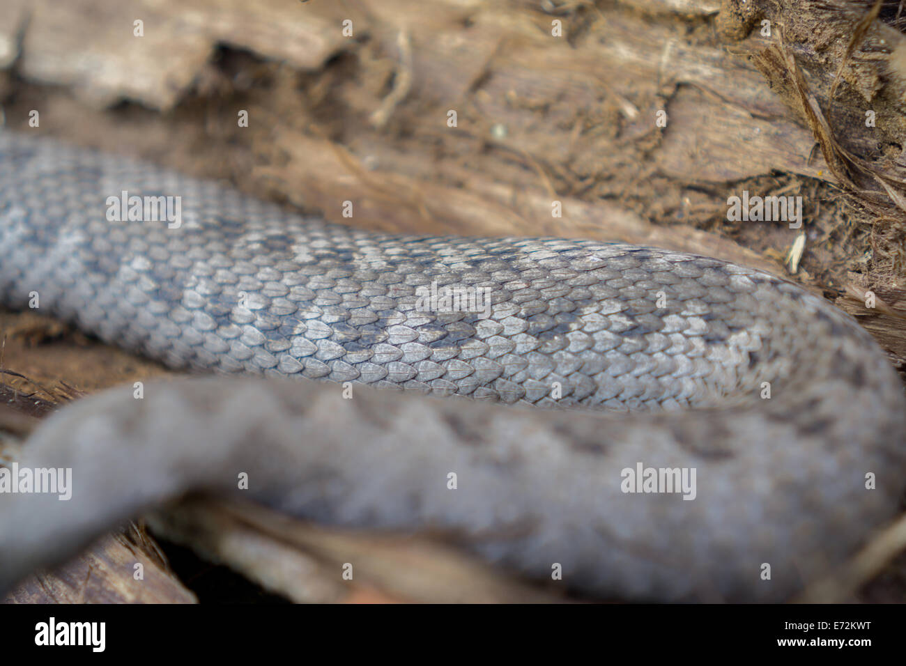 Viper snake, Vipera latastei Stock Photo - Alamy