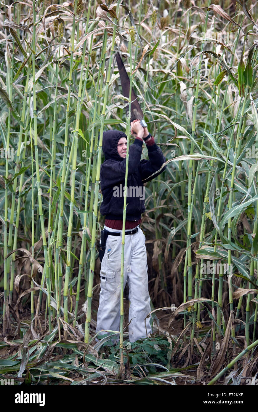 USA - Tennessee - Muddy Pond - Teenager harvesting sorghum in Muddy ...