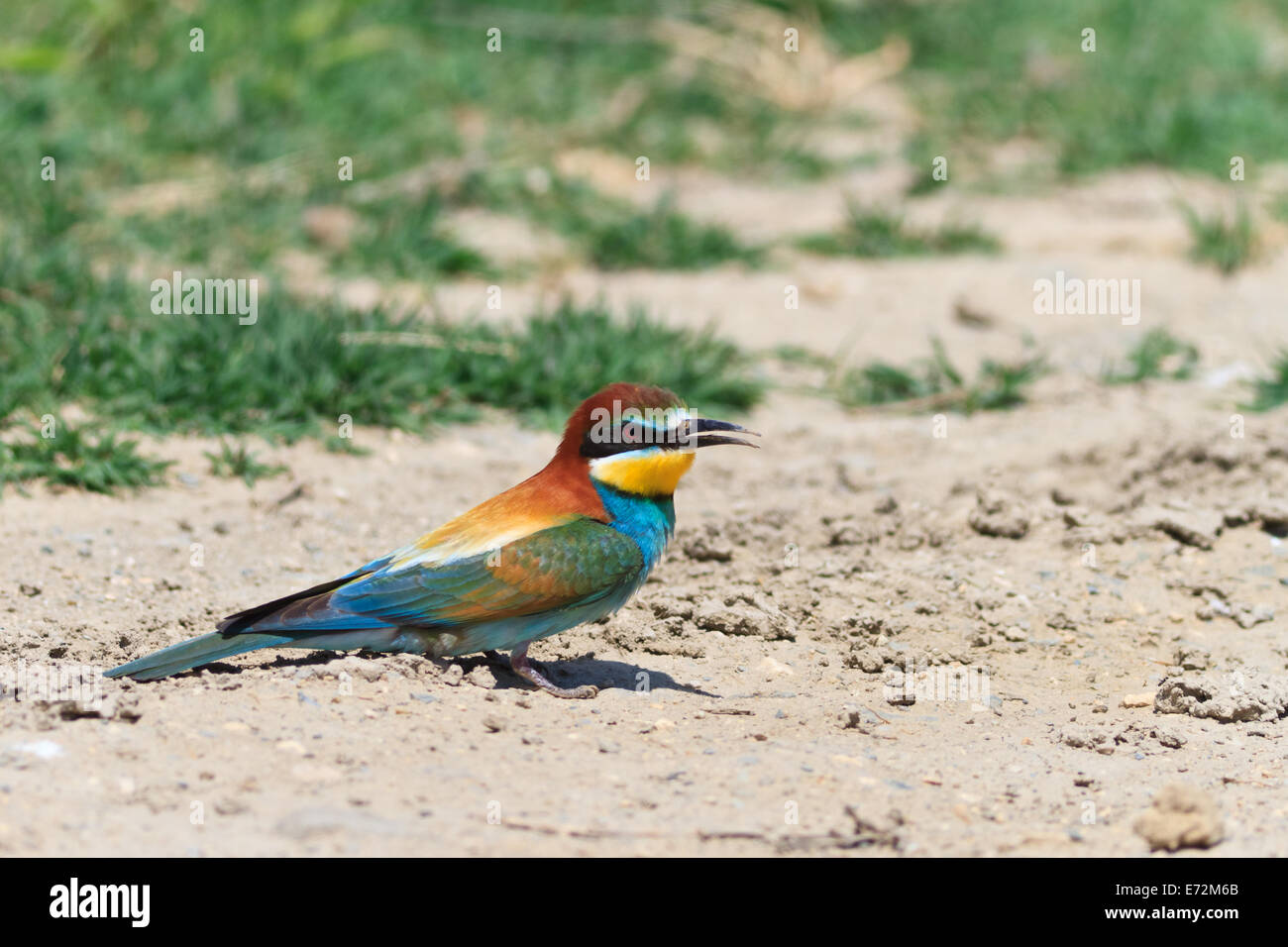european bee eater Stock Photo - Alamy