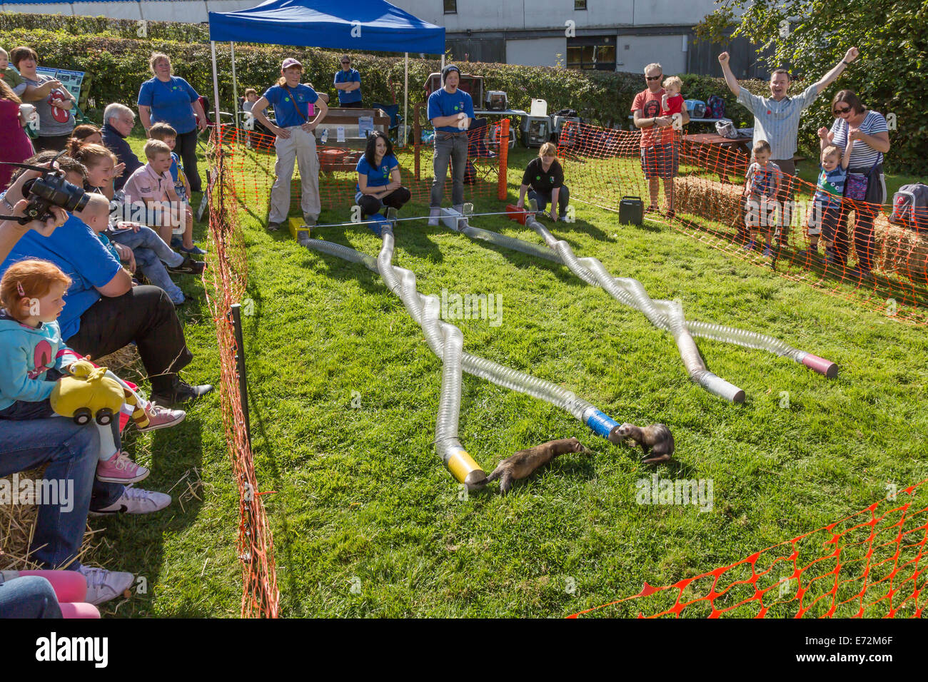 Ferret racing at a Country Fair. the ferrets are put into starting ...