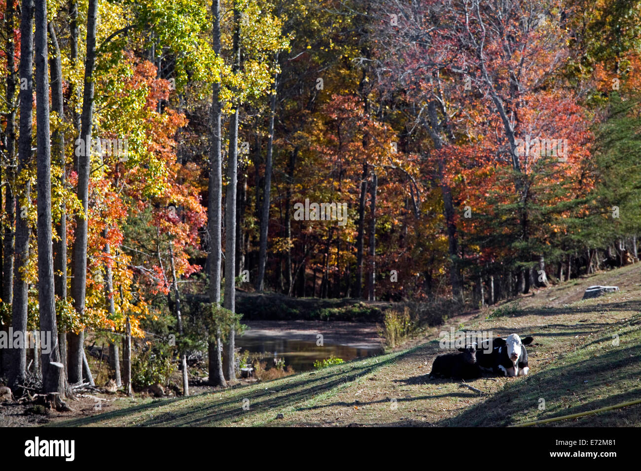 Rural landscape of Muddy Pond, a mennonite farming community in the ...