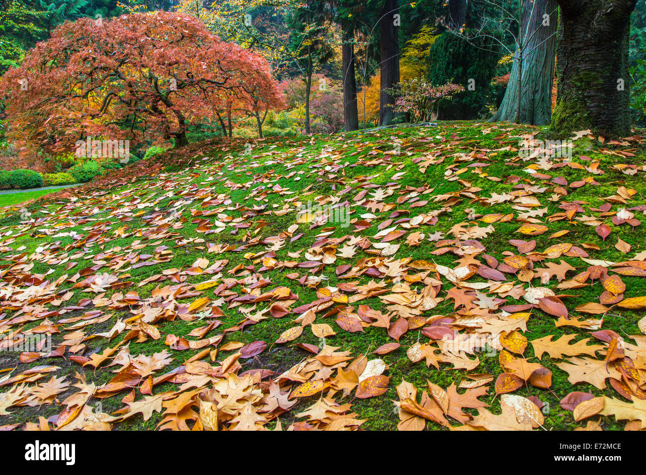 Portland oregon autumn maple hi-res stock photography and images - Alamy