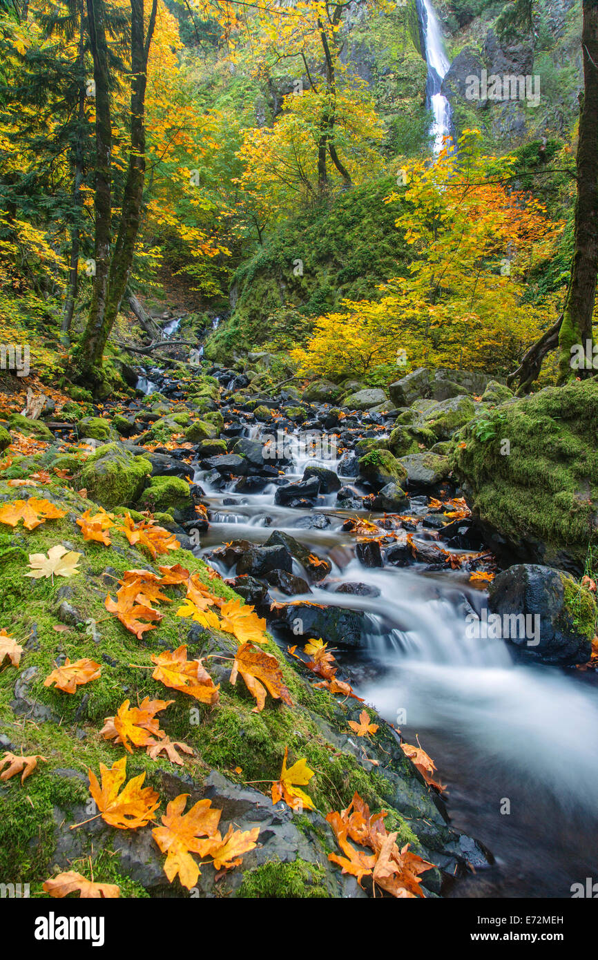 Autumn color along Starvation Creek Falls in the Columbia Gorge ...