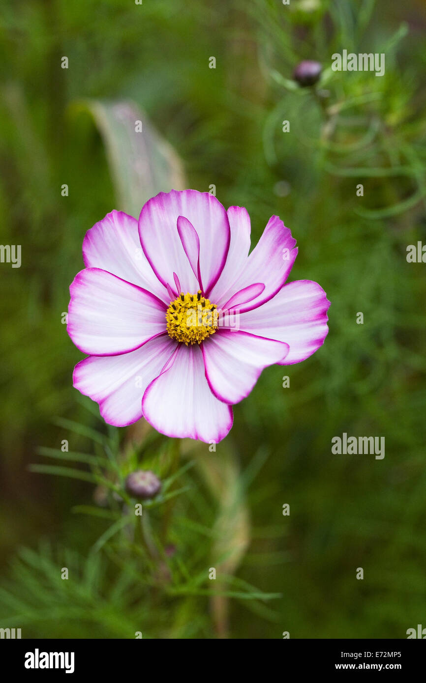 Cosmos bipinnatus flower Stock Photo - Alamy