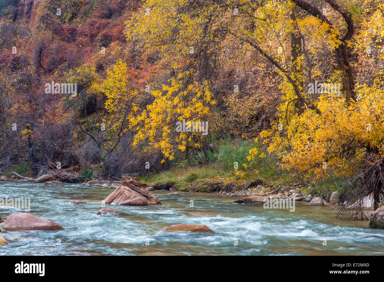 The Virgin River in autumn in Zion National Park, Utah, USA Stock Photo ...