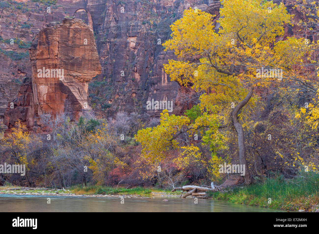 The Virgin River in autumn in Zion National Park, Utah, USA Stock Photo ...