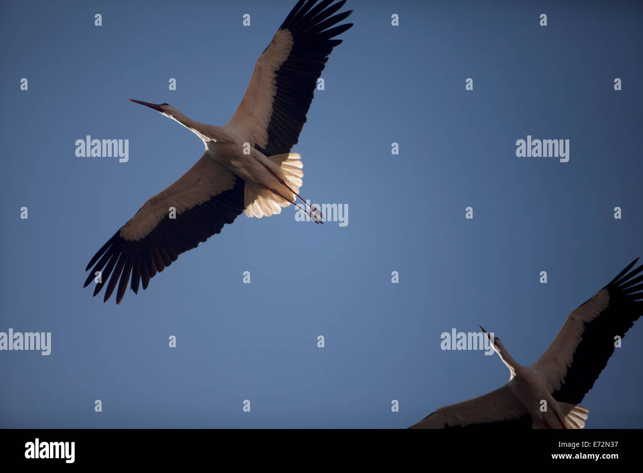 Extremadura wildlife hi-res stock photography and images - Alamy