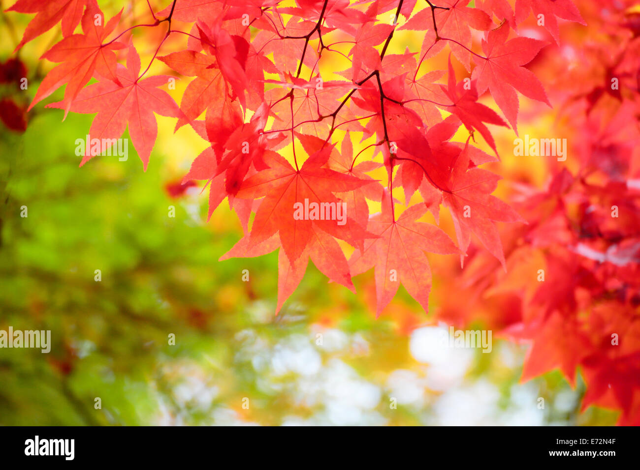 Autumn leaves in Japan Stock Photo - Alamy