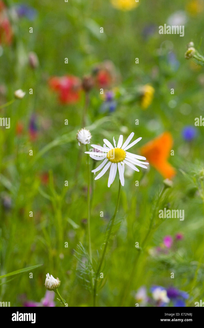 Summer meadow wildflowers uk hi-res stock photography and images - Alamy