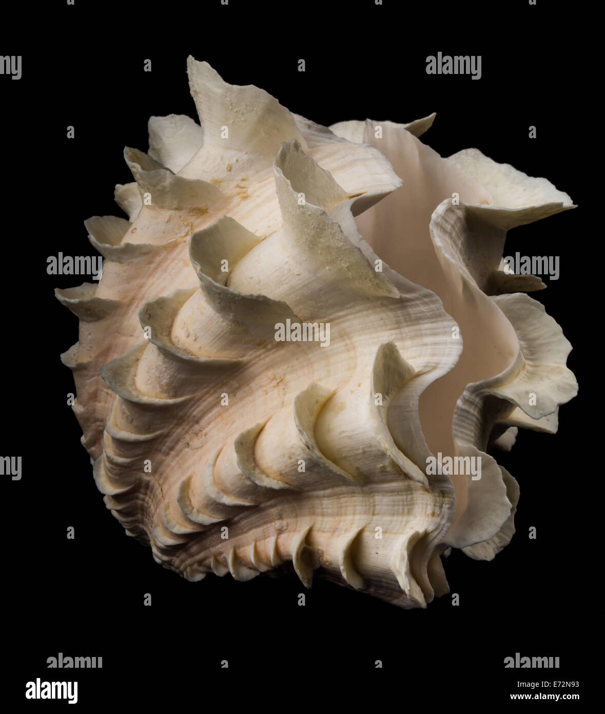 Conch shell black and white hi-res stock photography and images - Alamy