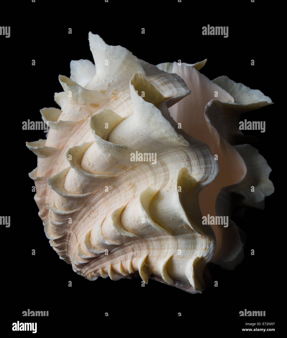 Rare beautiful shell isolated in black background Stock Photo - Alamy