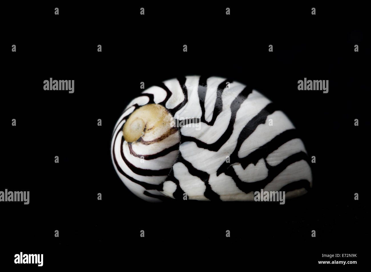 Rare beautiful shell isolated in black background Stock Photo - Alamy
