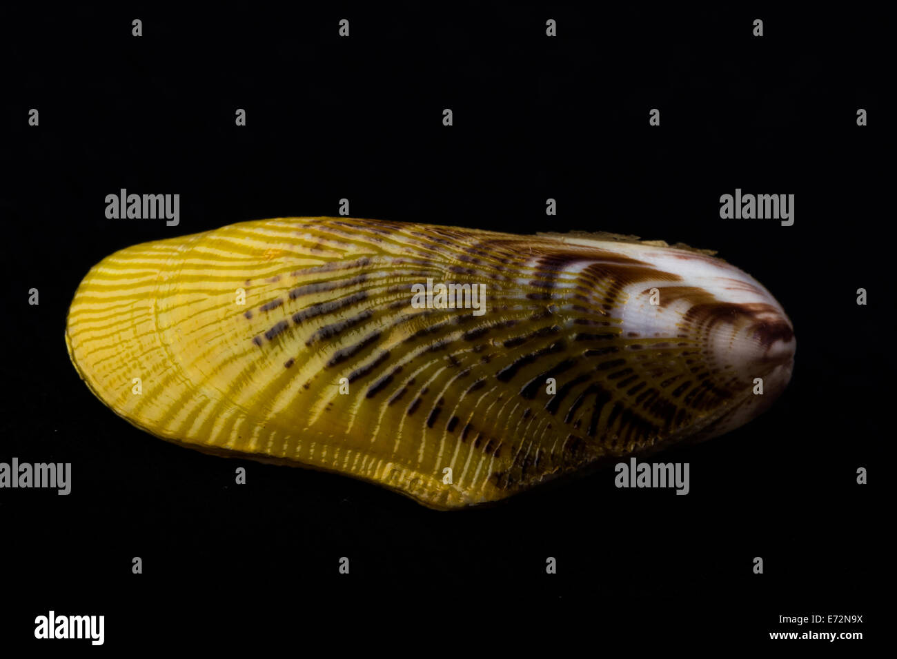 Rare beautiful shell isolated in black background Stock Photo - Alamy