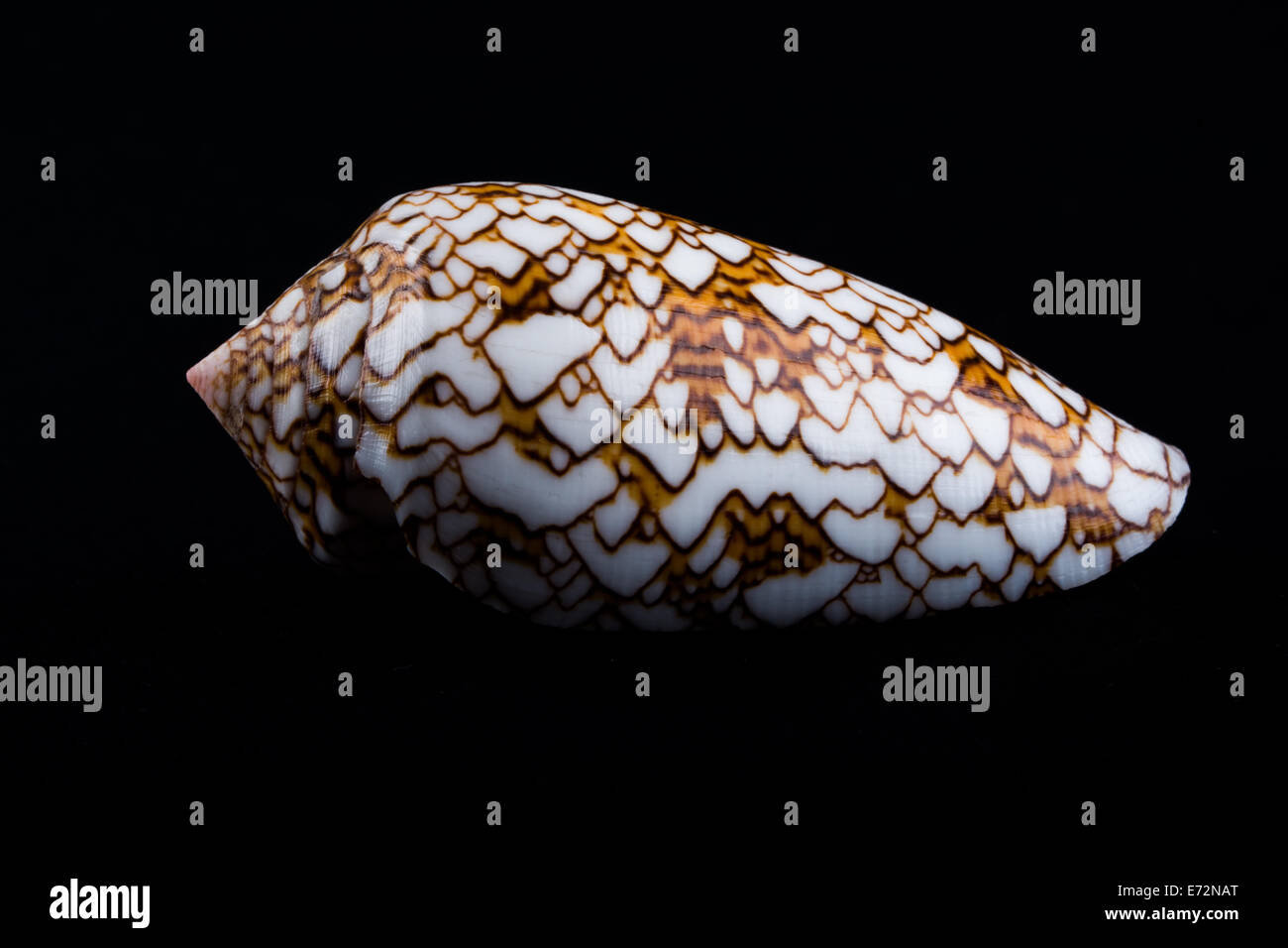 Beautiful shell hi-res stock photography and images - Alamy