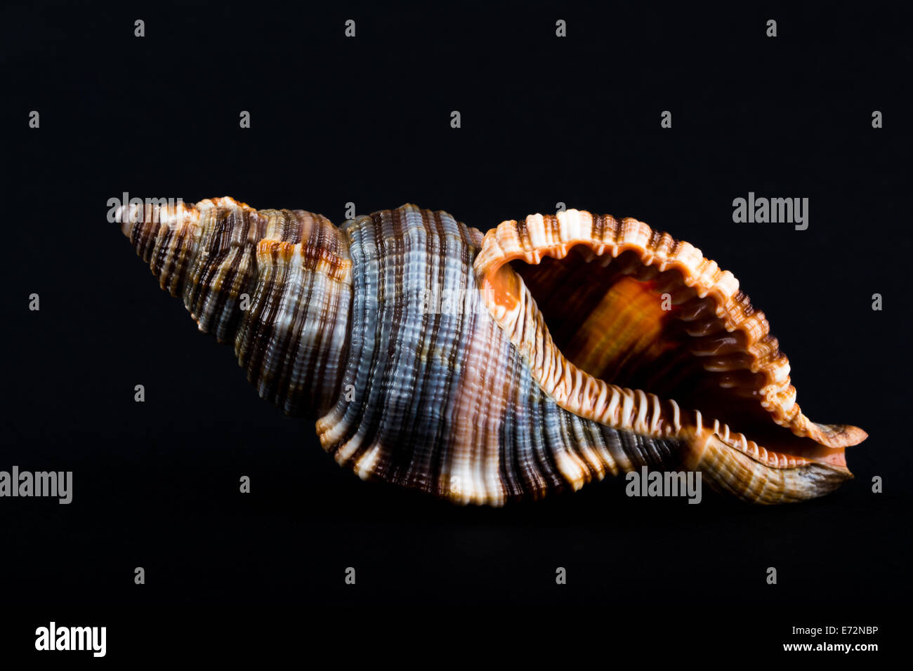 Rare beautiful shell isolated in black background Stock Photo - Alamy