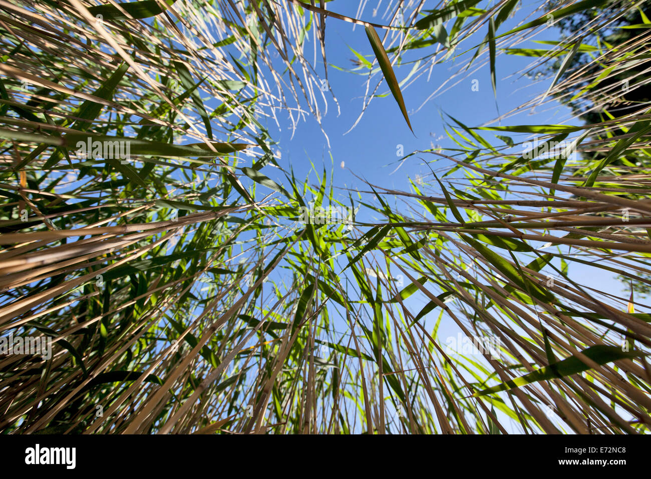 Tall reed plants hi-res stock photography and images - Alamy