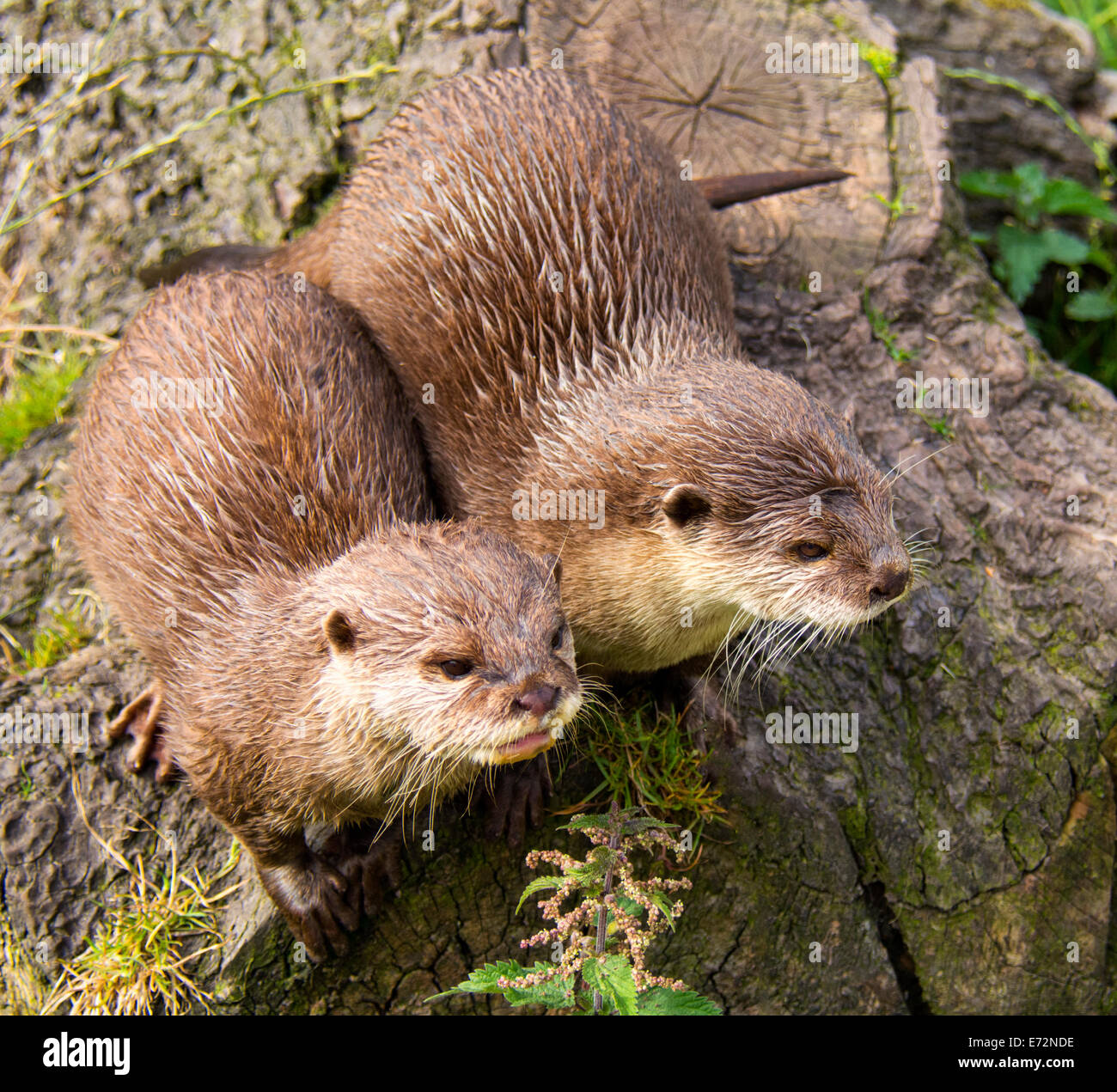 Asian otters hi-res stock photography and images - Alamy