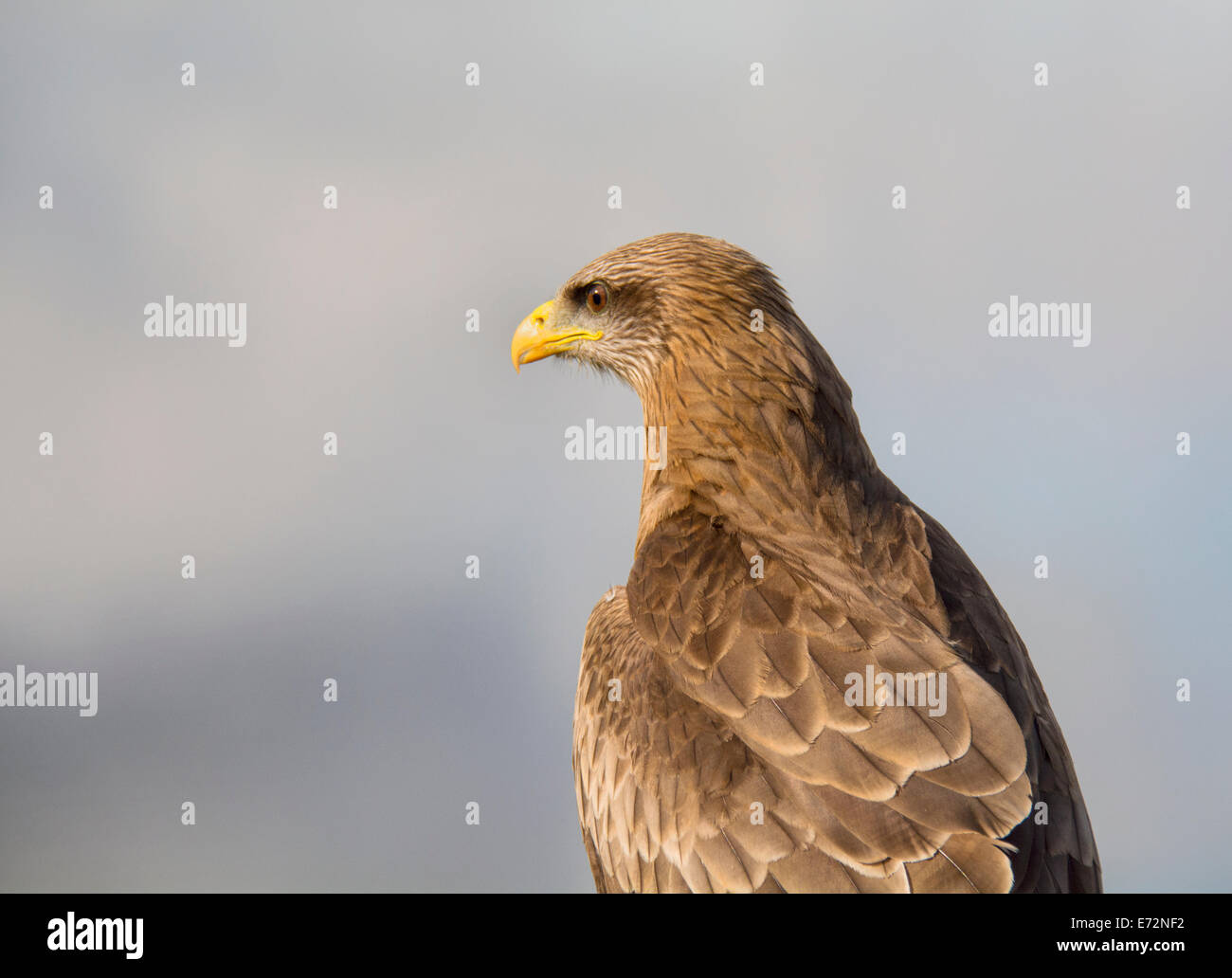 Yellow Billed Kite Stock Photo - Alamy
