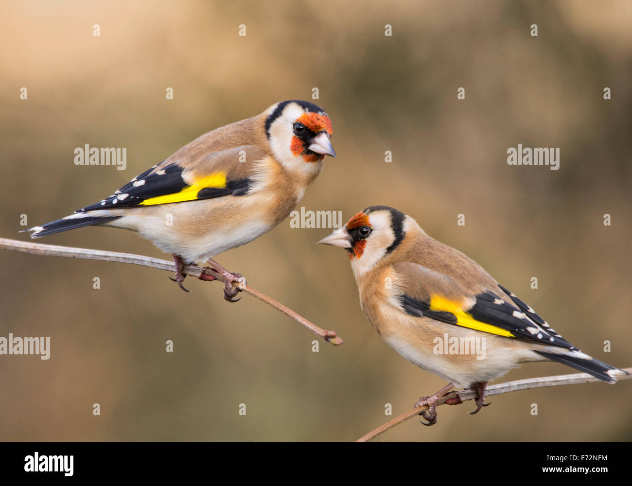 Goldfinches hi-res stock photography and images - Alamy