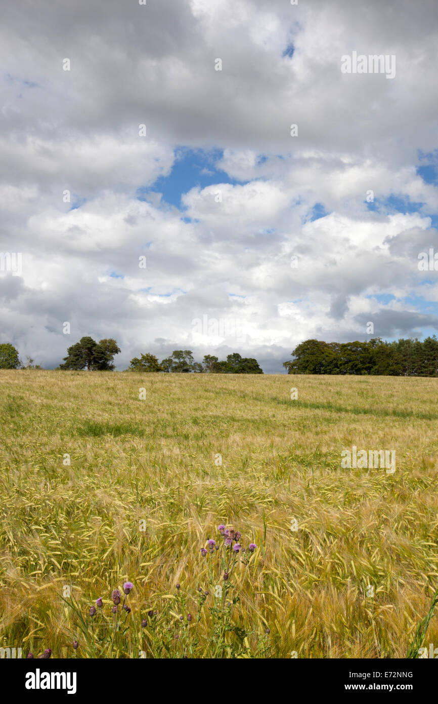 Golden barley field swaying hi-res stock photography and images - Alamy