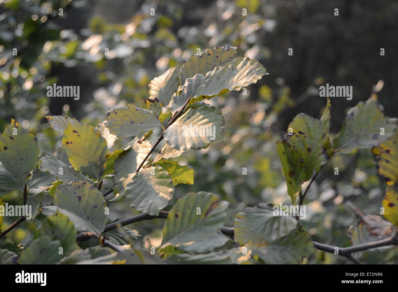 Sunlight falling on leaves Stock Photo - Alamy