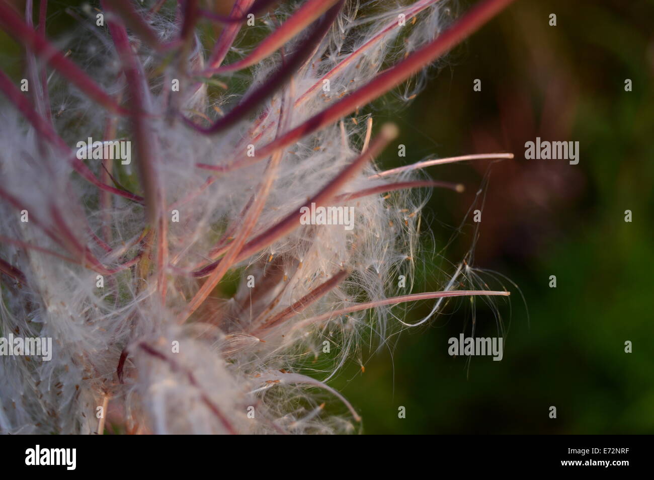 Closeup of fireweed seeds Stock Photo - Alamy