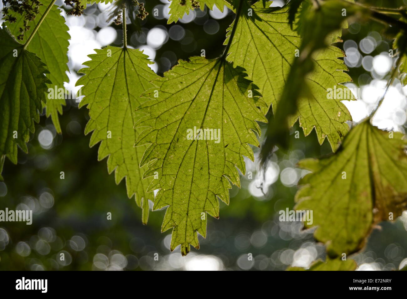Close up of a leaf Stock Photo - Alamy