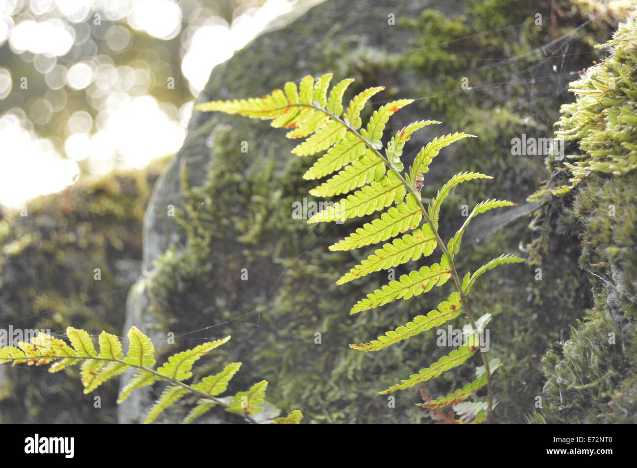 Sun on moss covered wall hi-res stock photography and images - Alamy