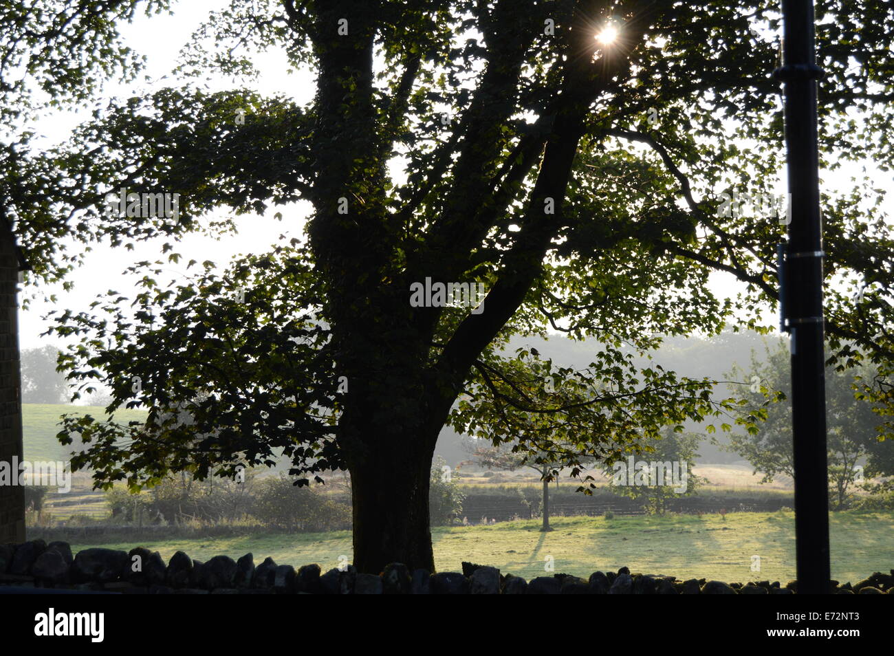 Morning sun through branches hi-res stock photography and images - Alamy