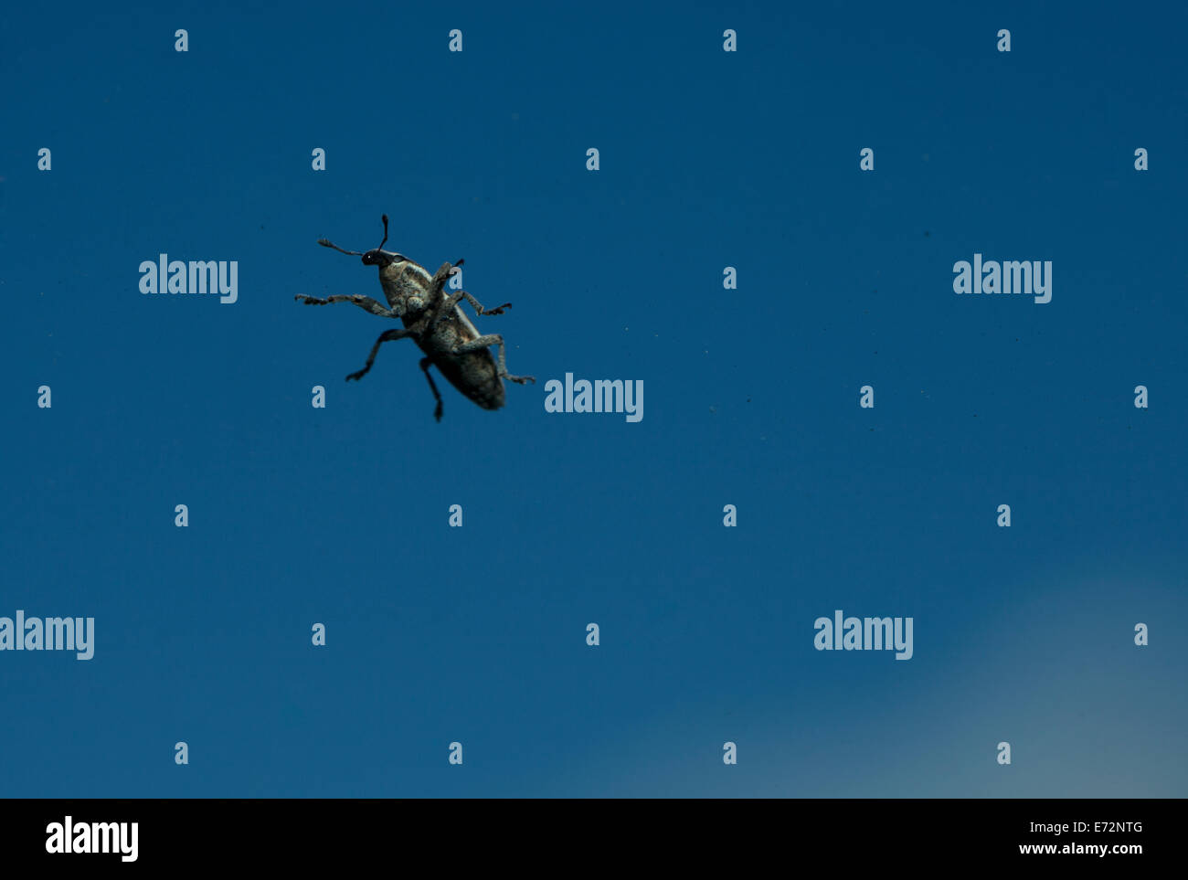 An insect stands in the front glass of a car in Zahara de la Sierra ...