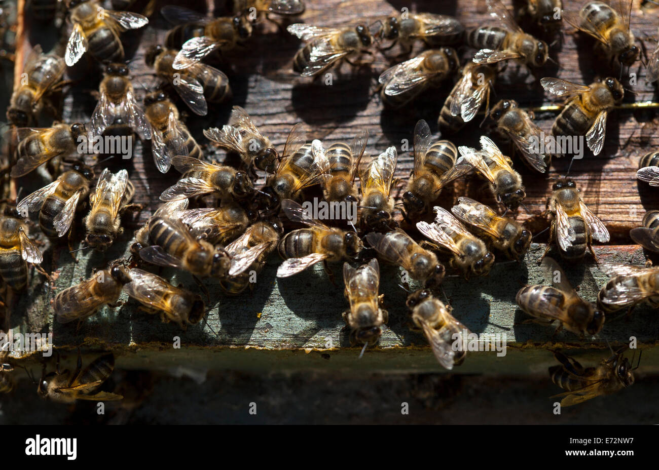Honey bees stand in an apiary of Puremiel beekeepers in Los ...