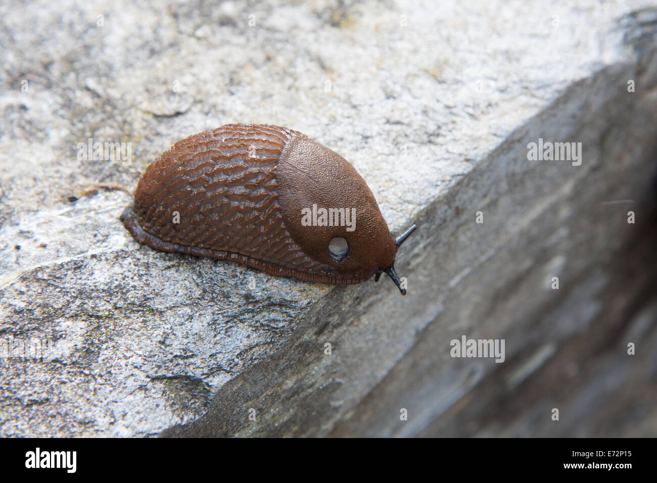 Limacidae hi-res stock photography and images - Alamy