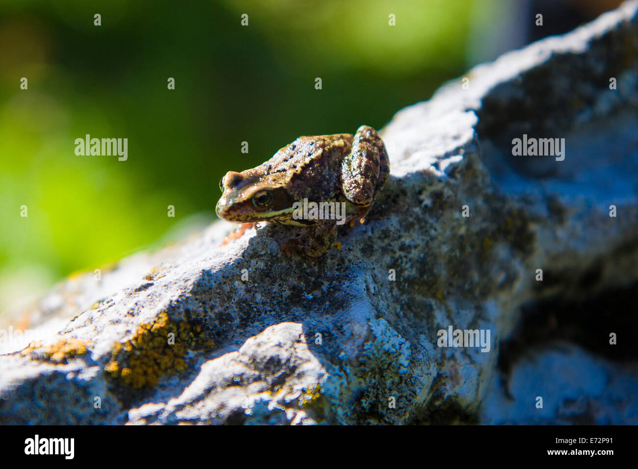 Close-up of frog on stone Stock Photo - Alamy