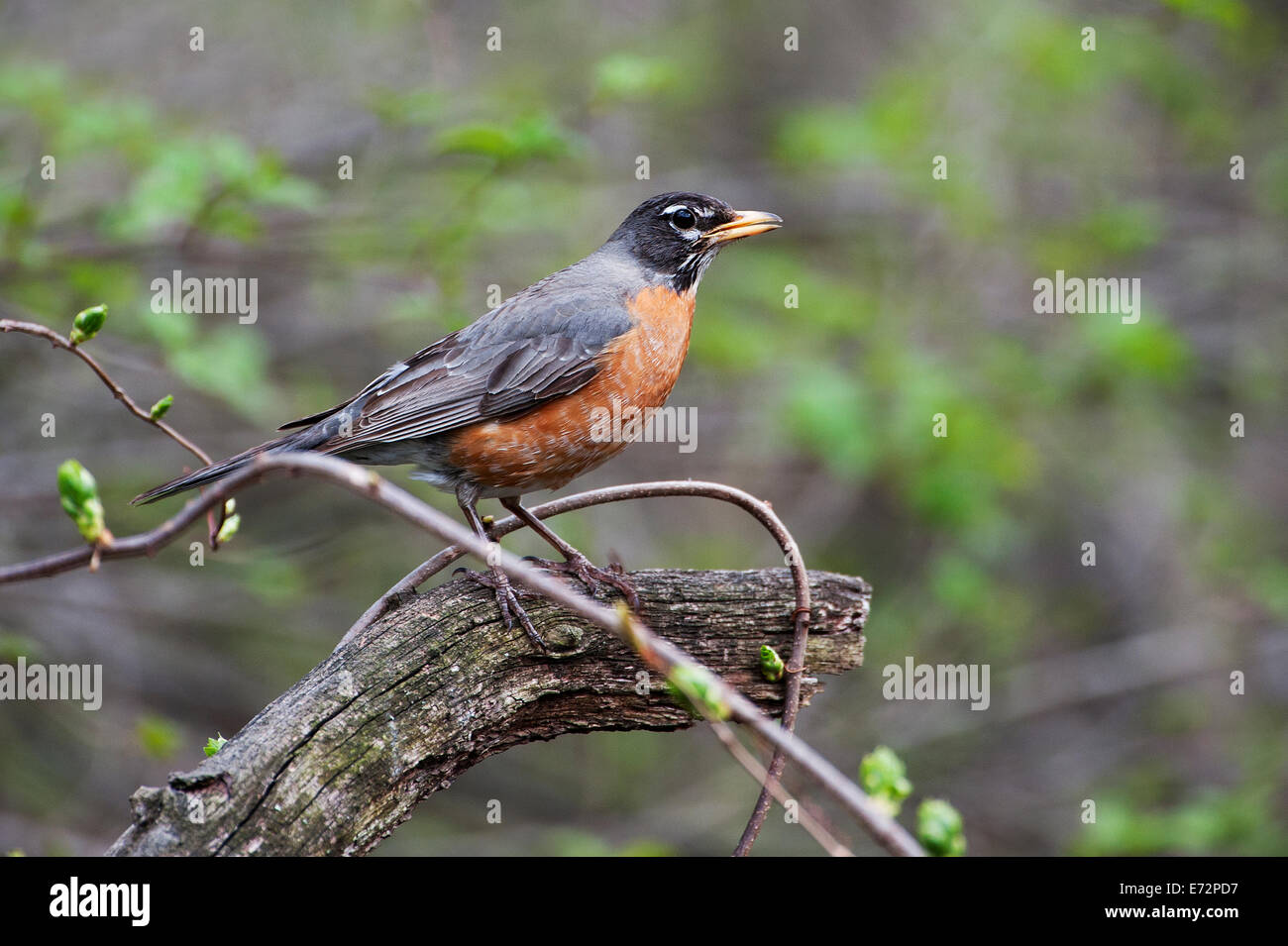 American robin in spring woodland habitat Stock Photo - Alamy