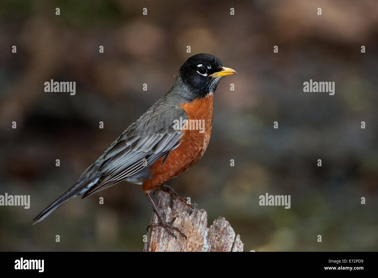 American robin portrait hi-res stock photography and images - Alamy