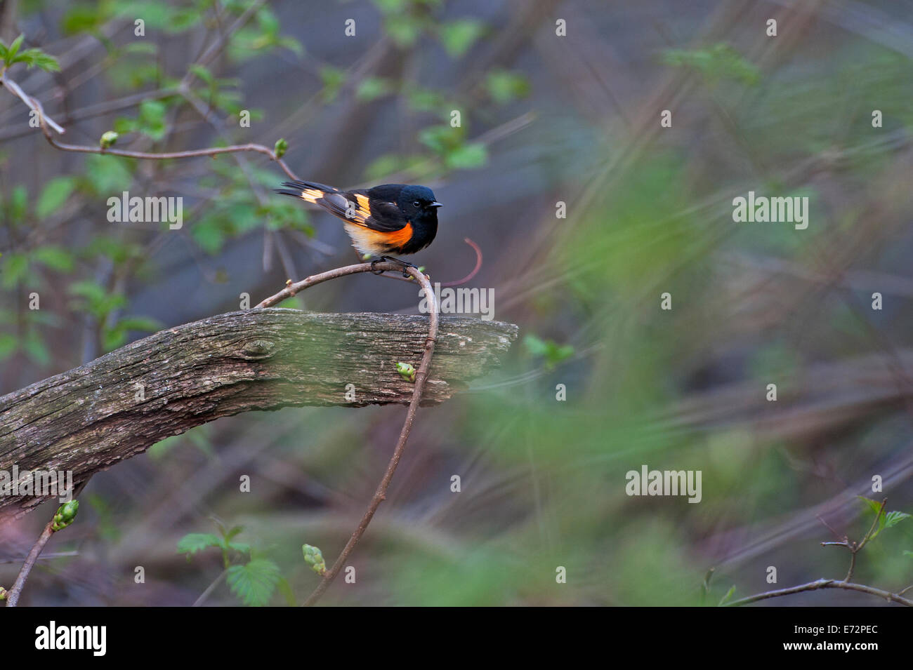 American redstart hi-res stock photography and images - Alamy