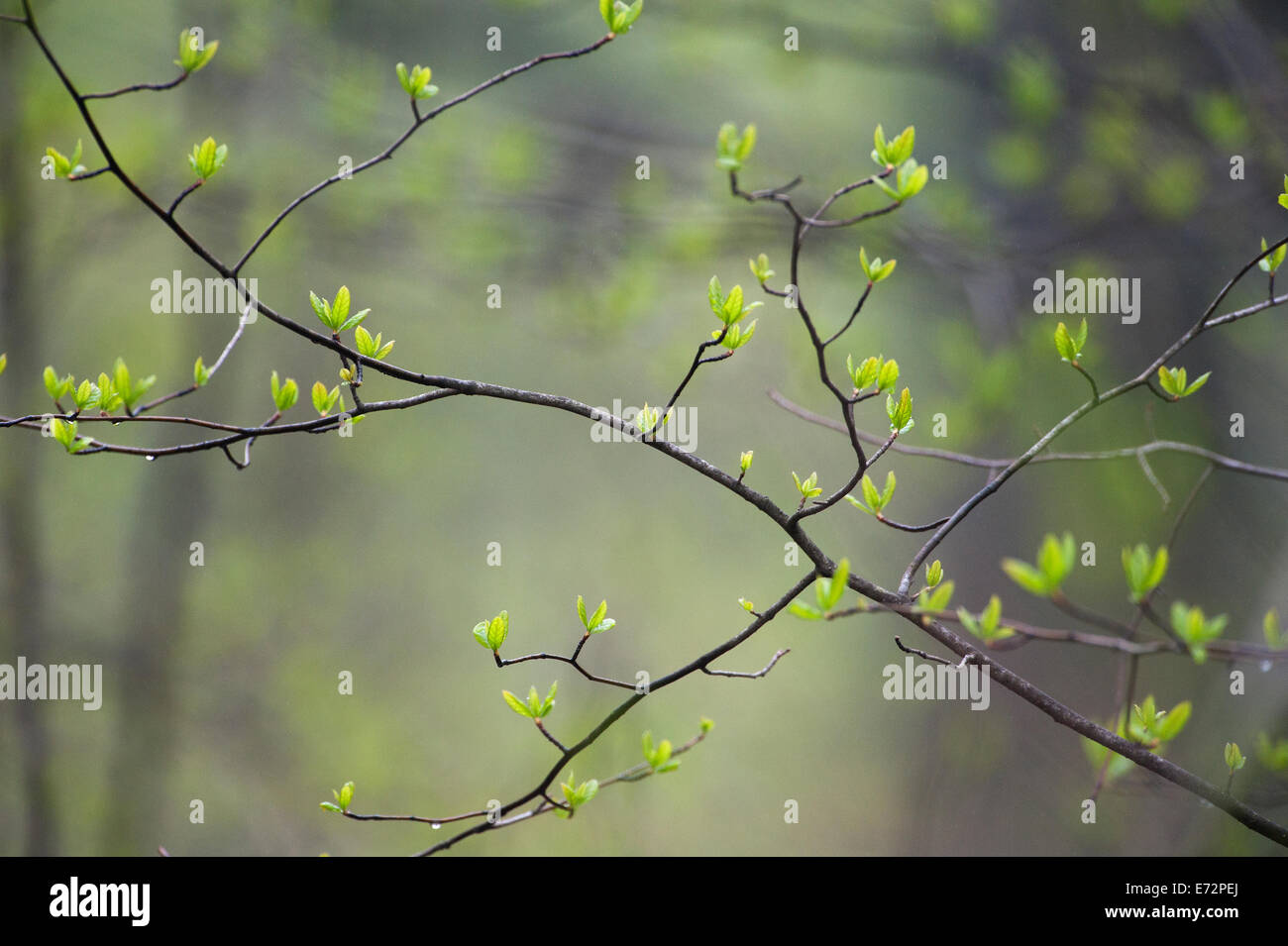 Budding leaves in spring forest Stock Photo - Alamy