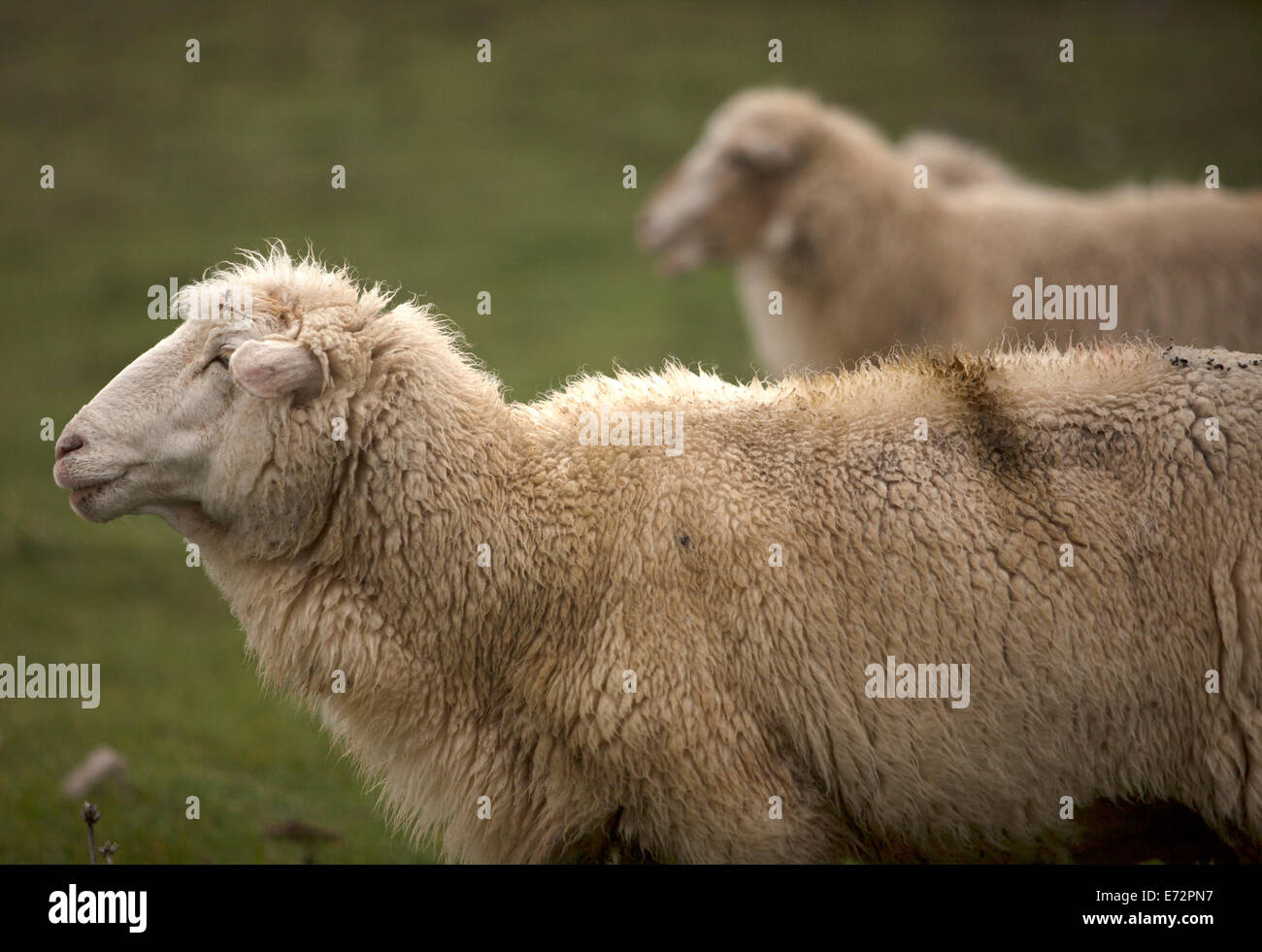 Sheep walk in a meadow in Villaluenga del Rosario, in the Sierra de ...