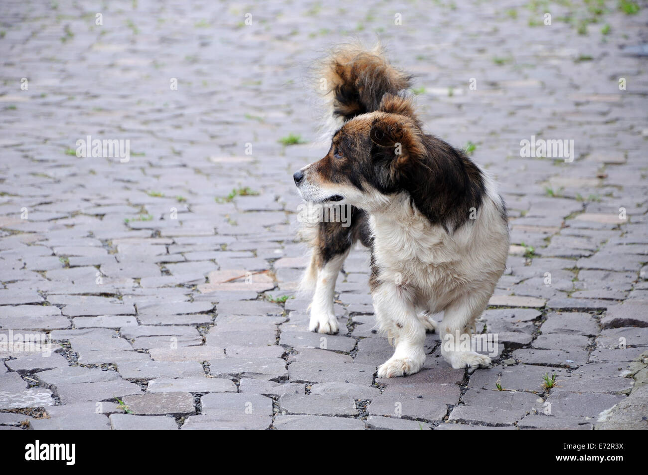 Bandy legs hi-res stock photography and images - Alamy