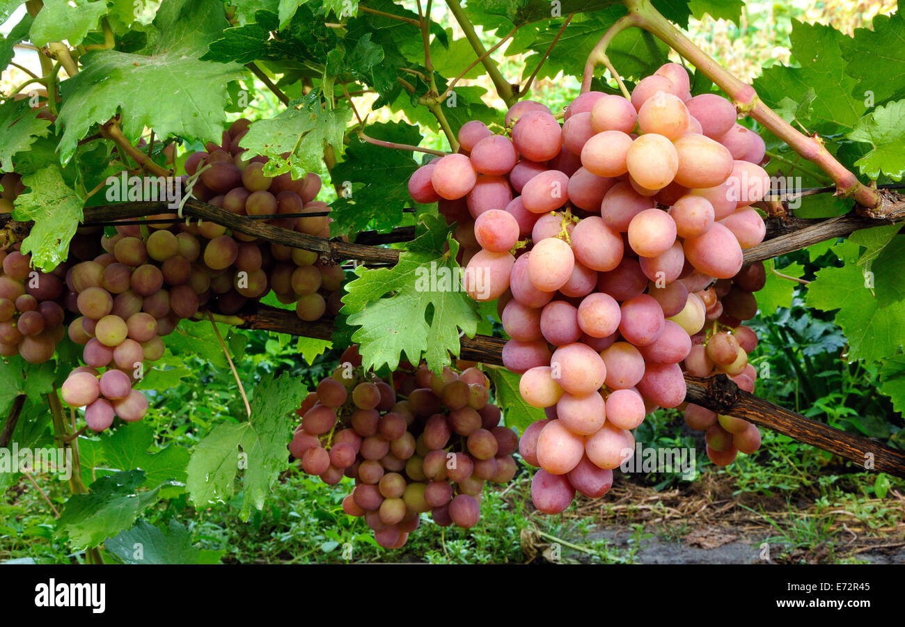 Grapes cluster on vine hi-res stock photography and images - Alamy