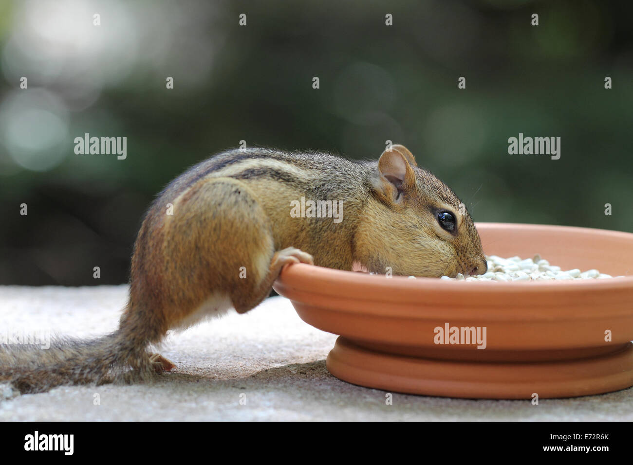 Fat chipmunk hi-res stock photography and images - Alamy