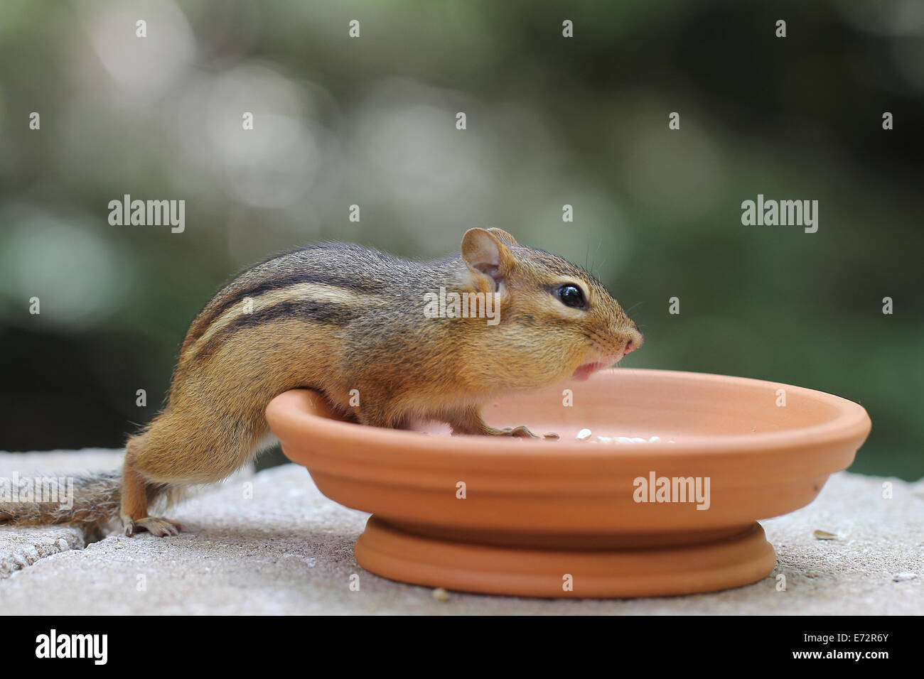 Fattest Chipmunk In The World