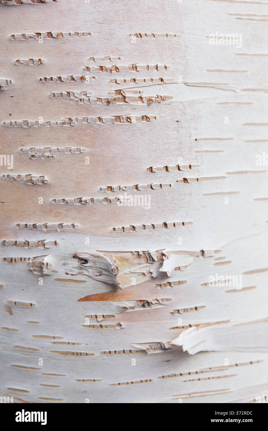 Betula papyrifera paper birch hi-res stock photography and images - Alamy